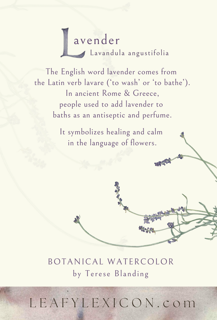 Lavender greeting card – Leafy Lexicon