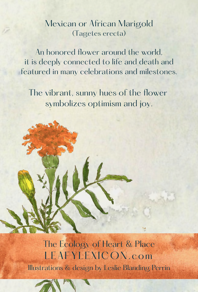 Marigold greeting card – Leafy Lexicon