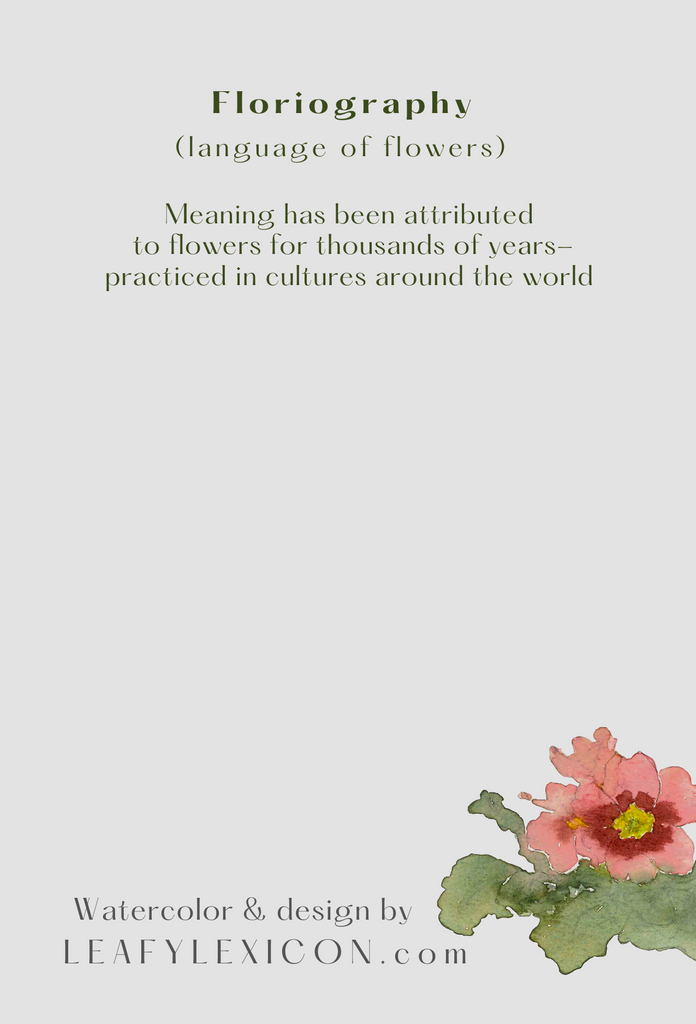 Primrose, greeting card – Leafy Lexicon