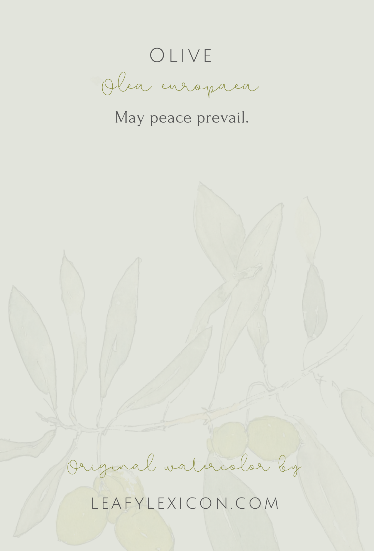Olive BRANCH greeting card – Leafy Lexicon