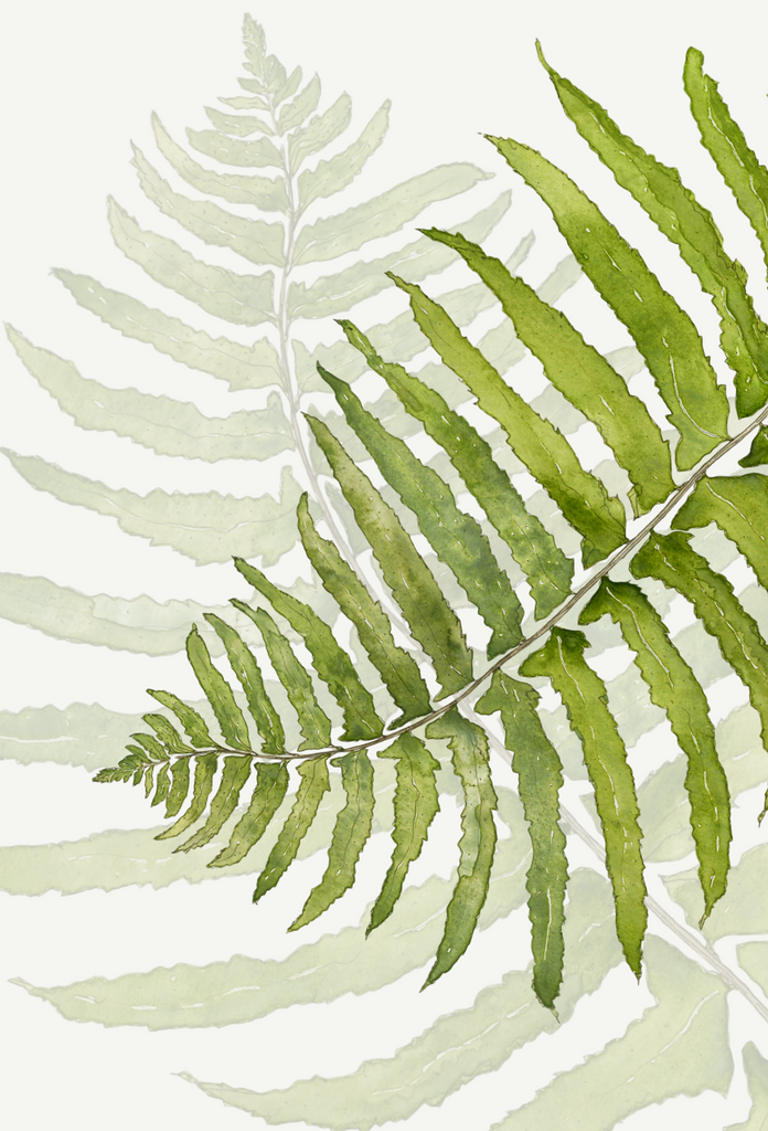 Sword Fern greeting card – Leafy Lexicon