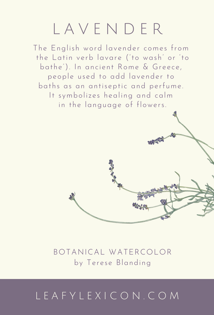 Lavender greeting card – Leafy Lexicon