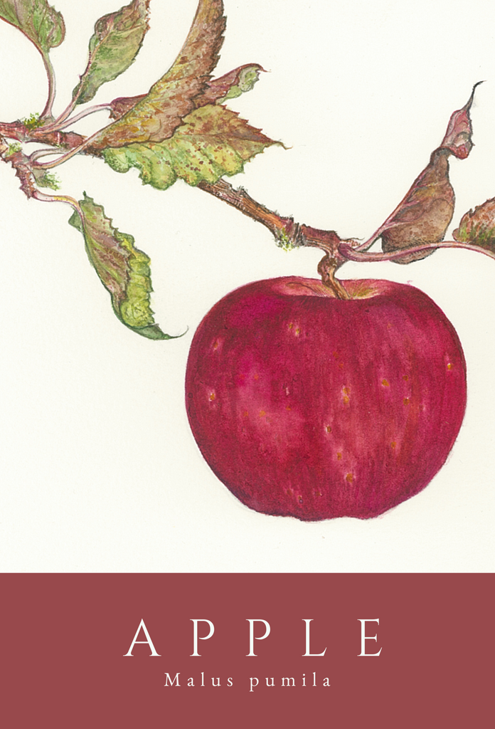 Apple greeting card – Leafy Lexicon
