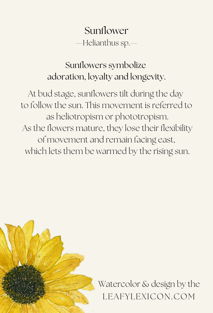 Sunflower greeting card – Leafy Lexicon