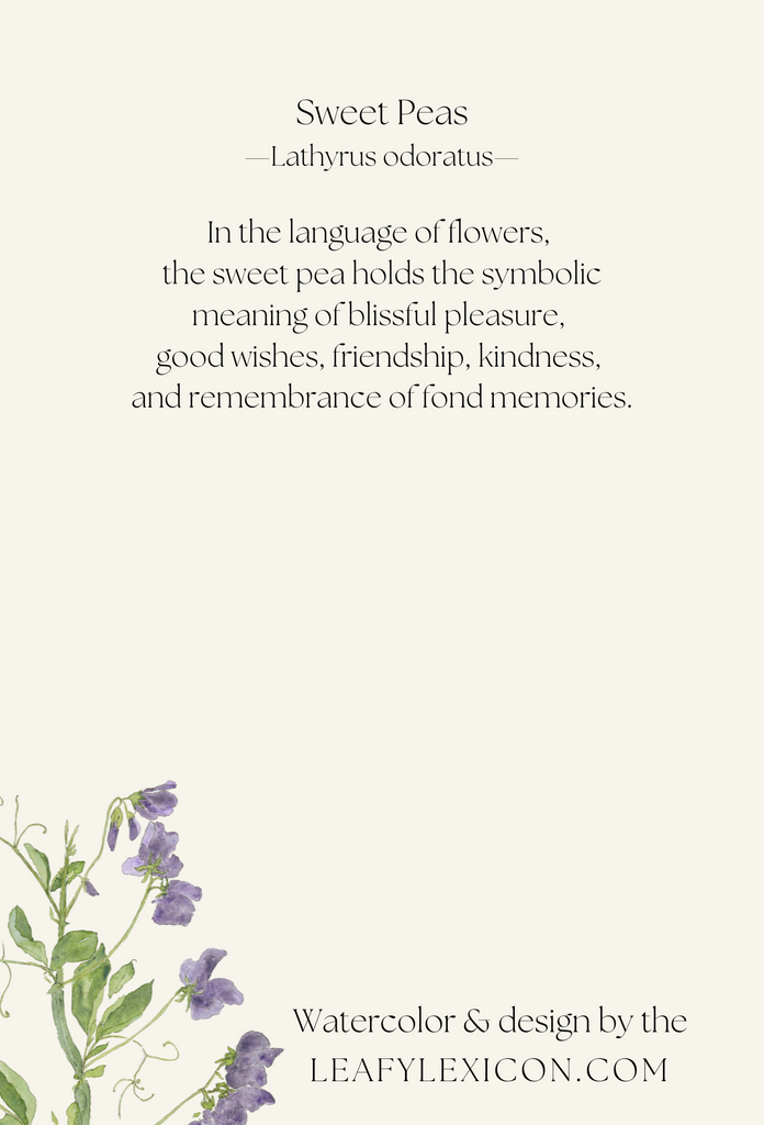 Sweet Pea greeting card – Leafy Lexicon