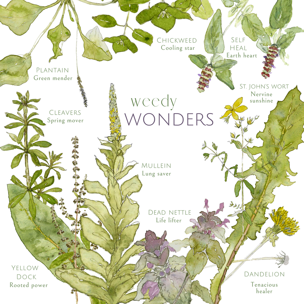 Weedy Wonders! – Leafy Lexicon